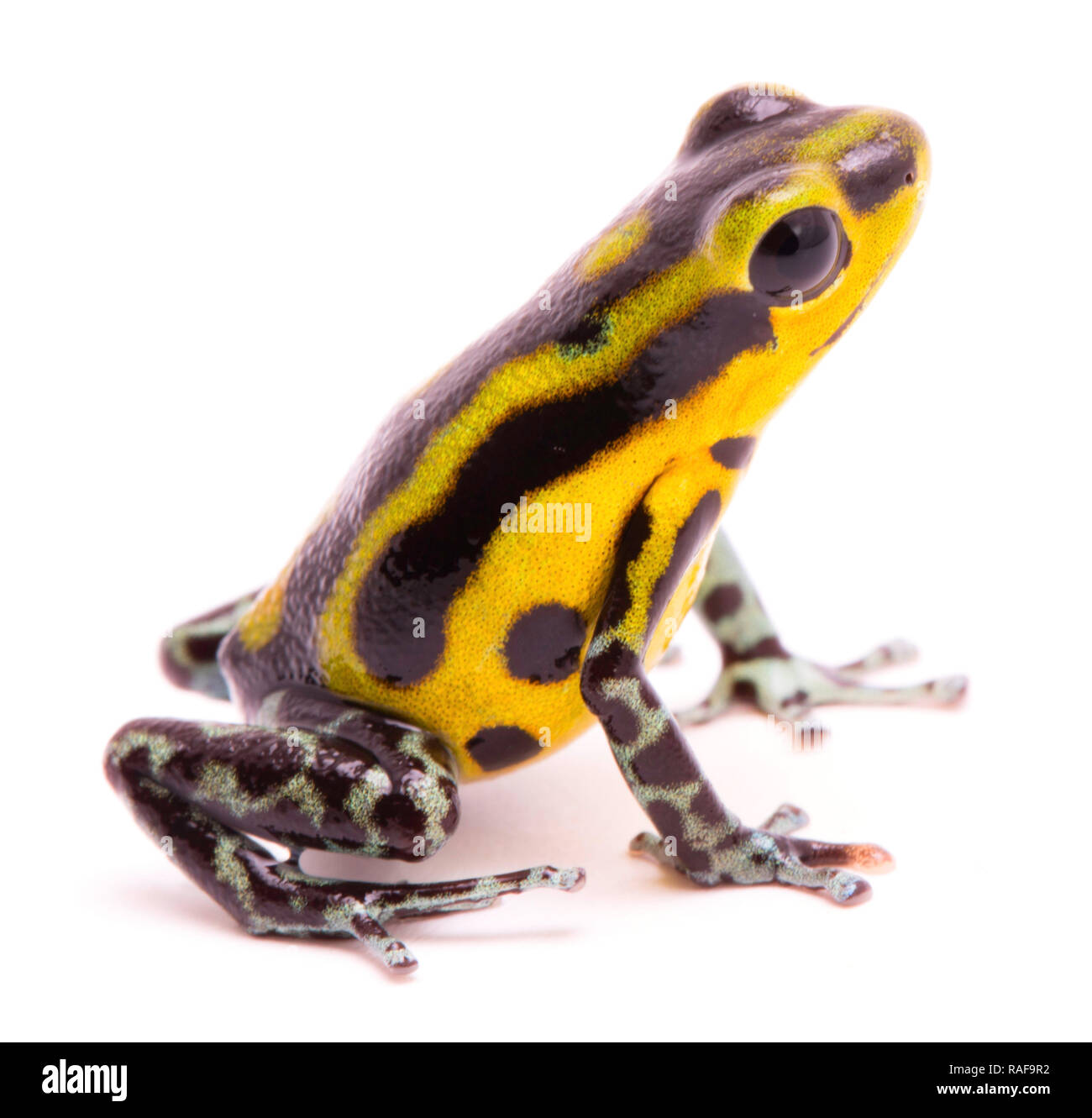 Poison dart frog, an amphibain with vibrant yelllow. Tropical poisonous ...