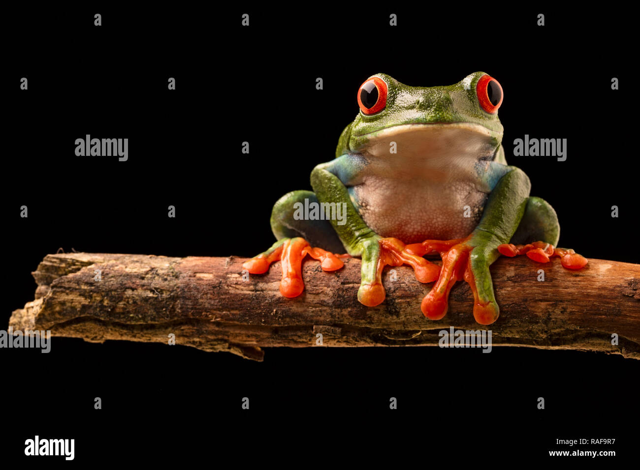 red eye tree frog on a twig in the tropical rain forest of central ...
