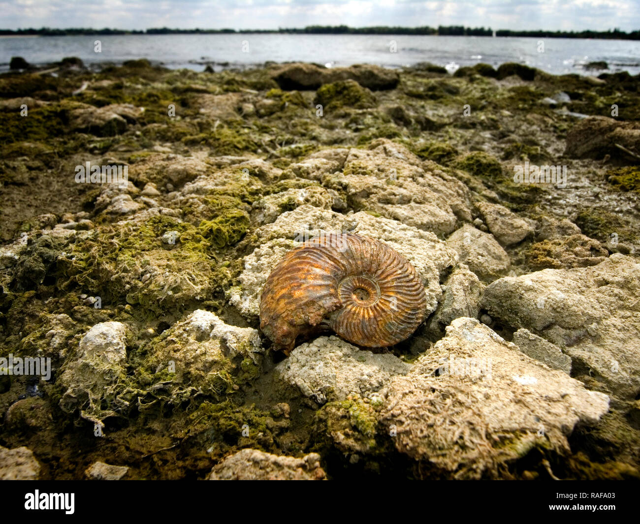 Fossil Ammonite High Resolution Stock Photography and Images - Alamy