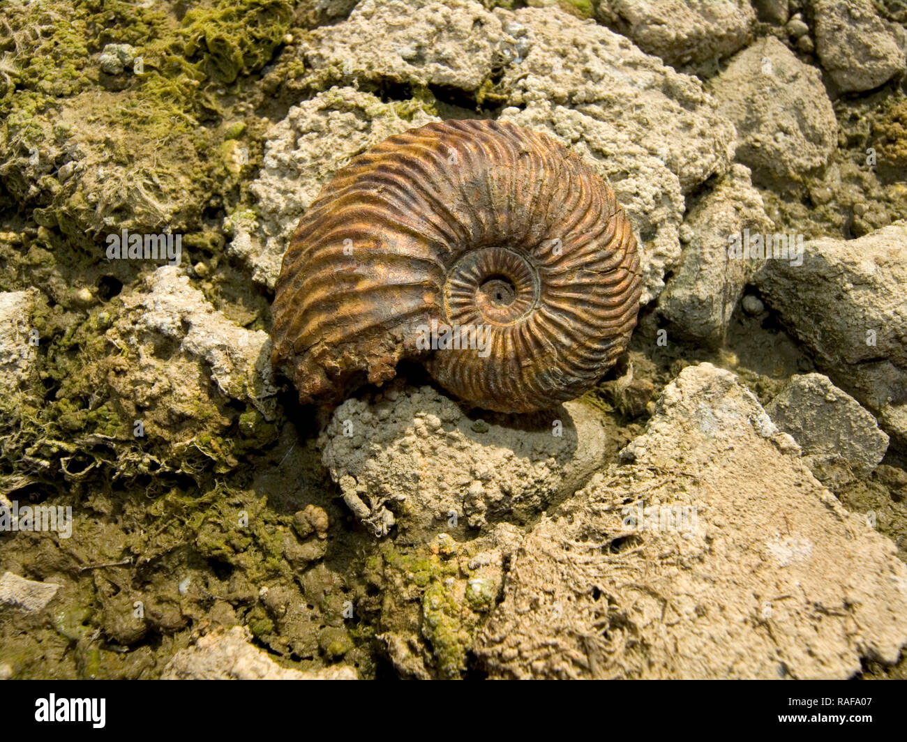 Iron pyrite rocks hi-res stock photography and images - Alamy