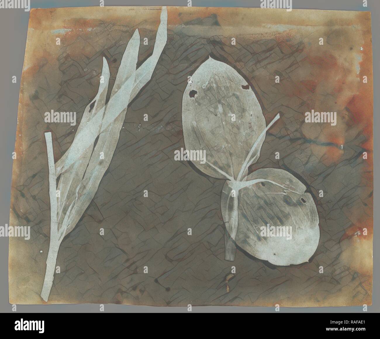 Leaves of Orchidea, William Henry Fox Talbot (English, 1800 - 1877 ...