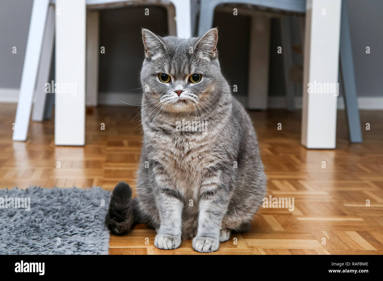 Grumpy look hi-res stock photography and images - Alamy
