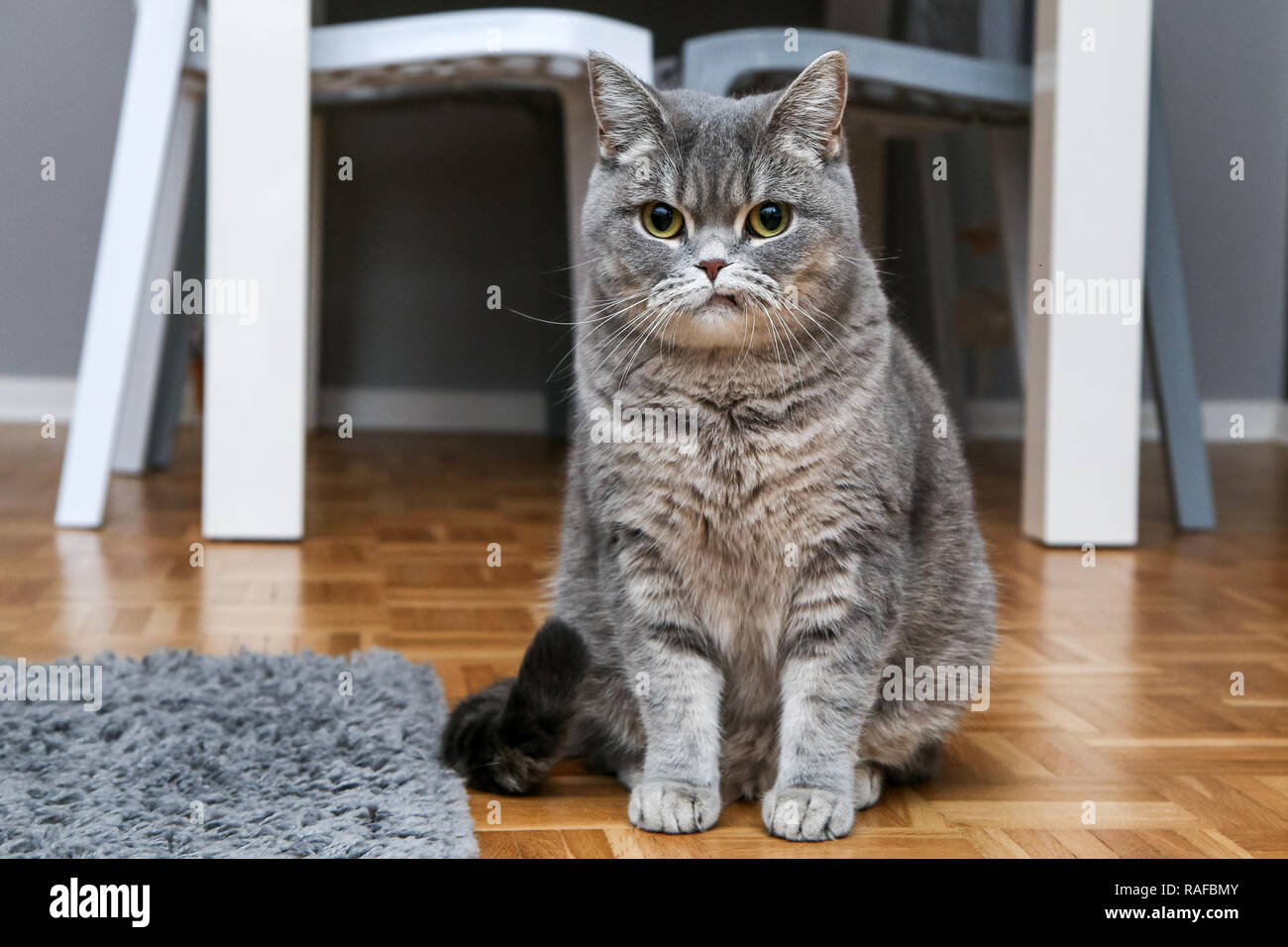 Grumpy cat hi-res stock photography and images - Alamy