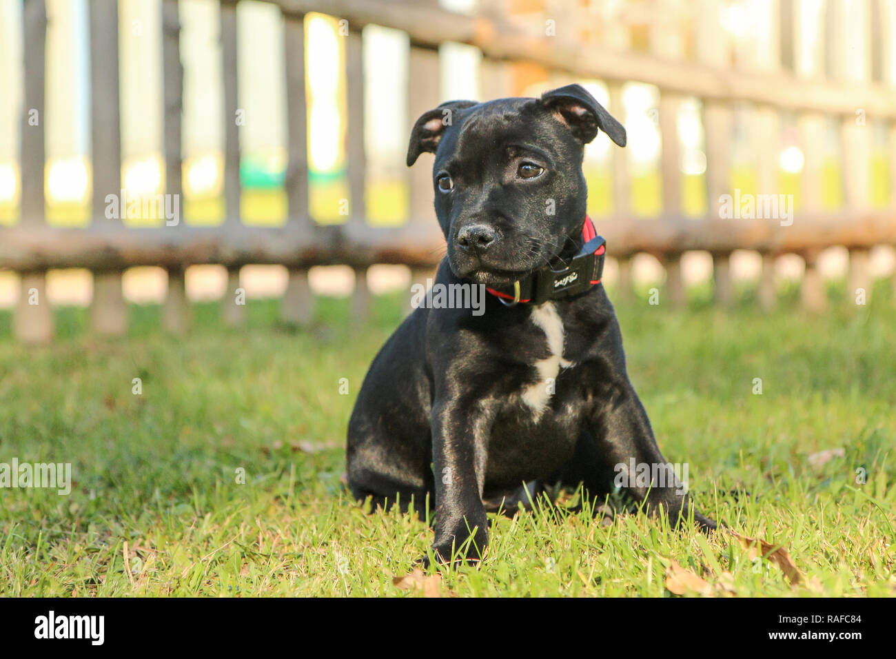 Staffordshire bull terrier puppy hi-res stock photography and images ...