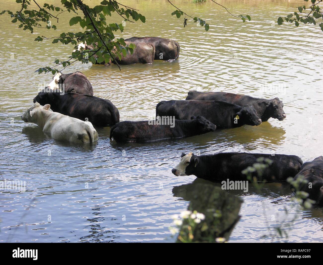Cattle dip hi-res stock photography and images - Alamy
