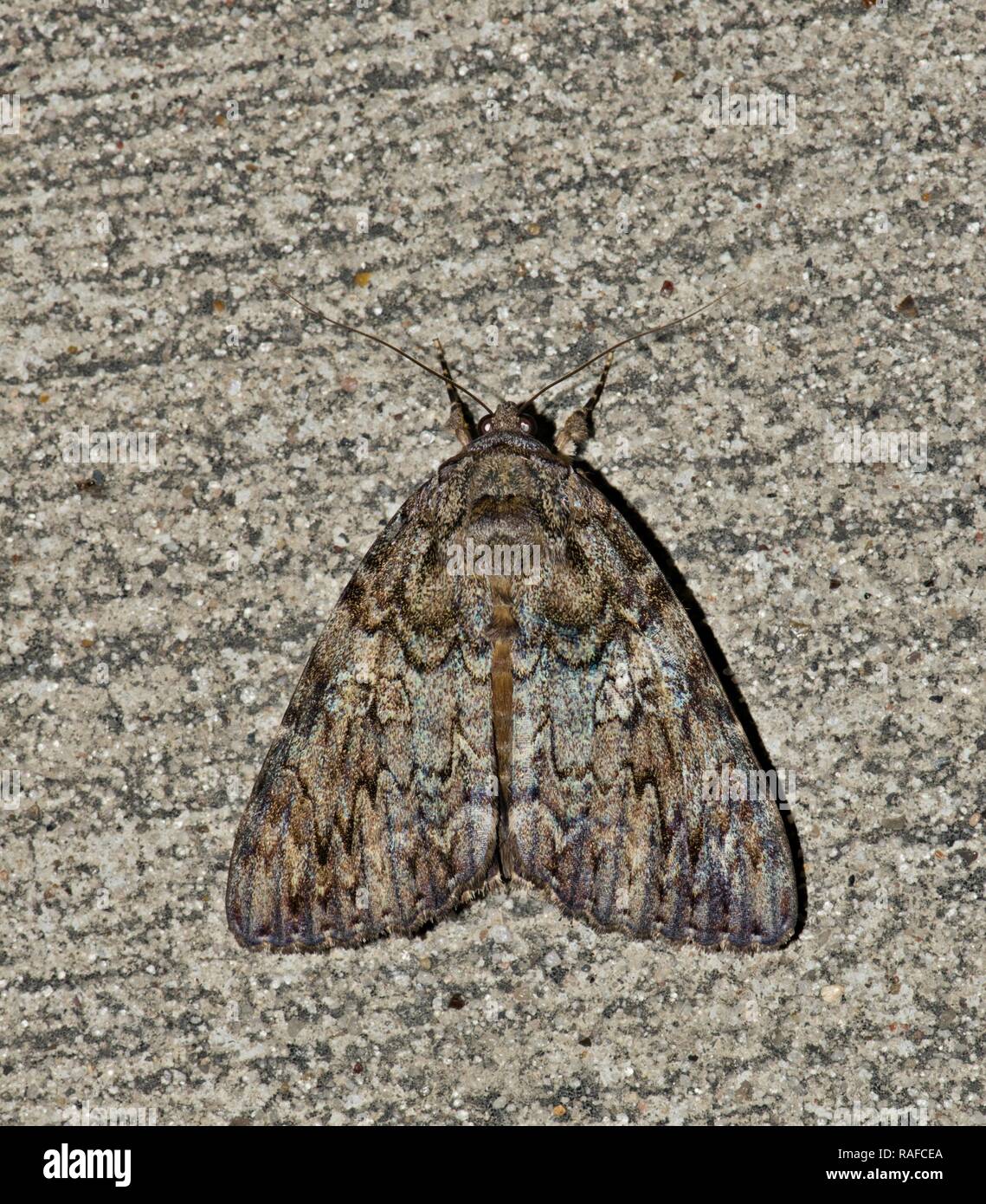 Red underwing moth hi-res stock photography and images - Alamy