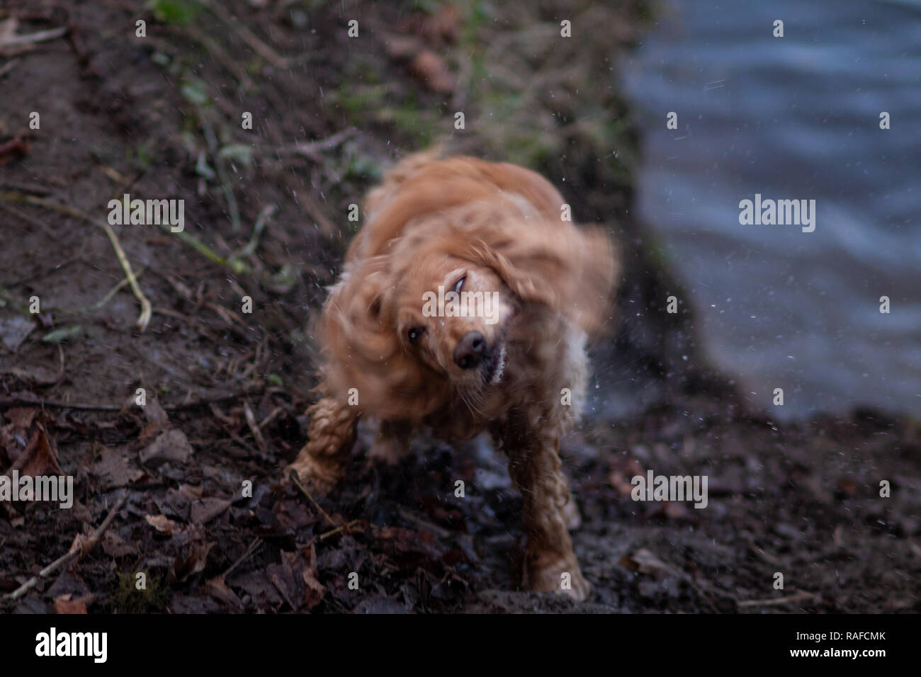 Cute dog shaking water off Stock Photo - Alamy