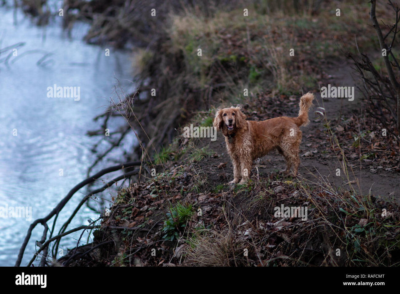 Cute dog by river Stock Photo - Alamy