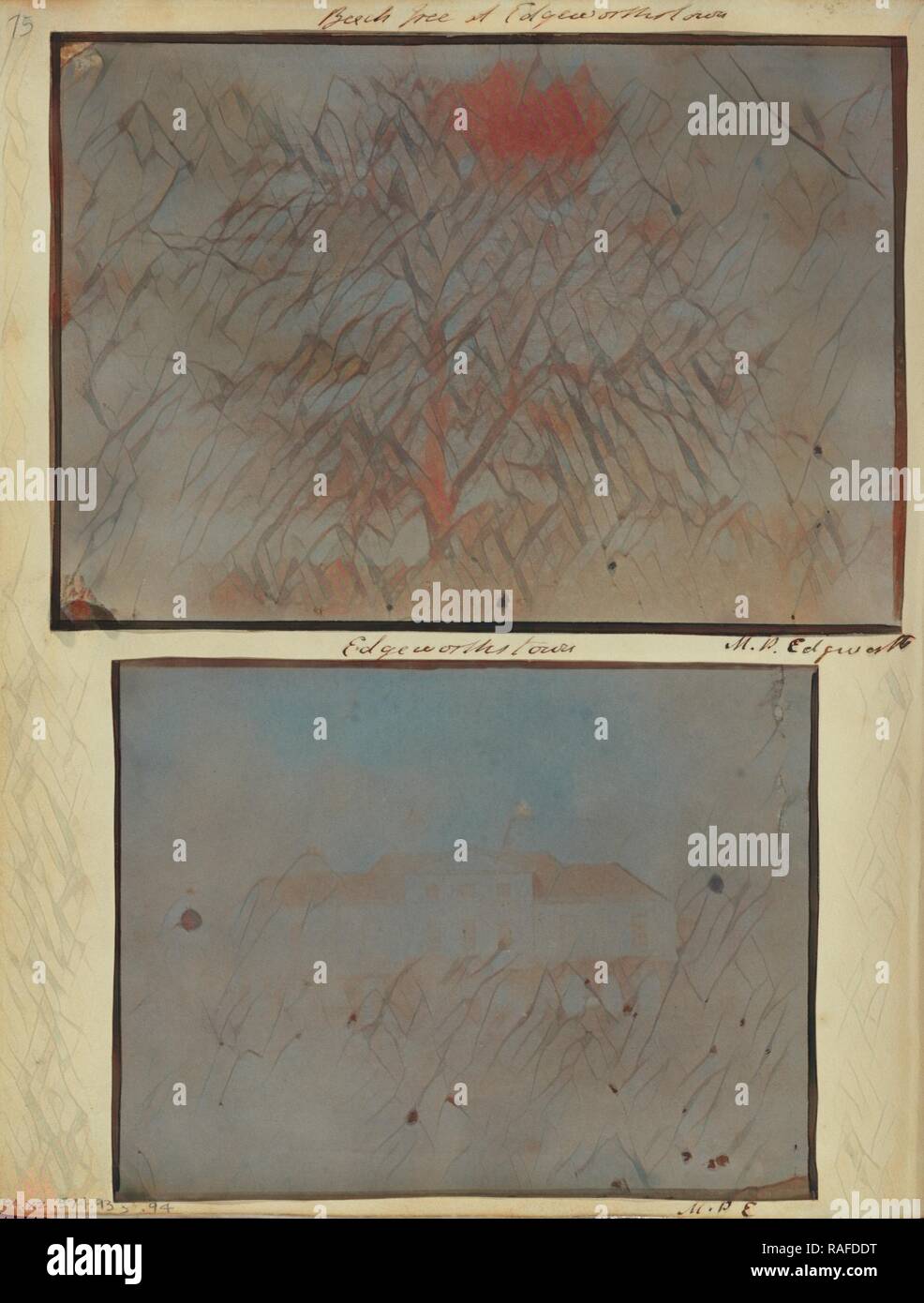Beech Tree at Edgeworthstown, Michael Pakenham Edgeworth (British, 1812 ...