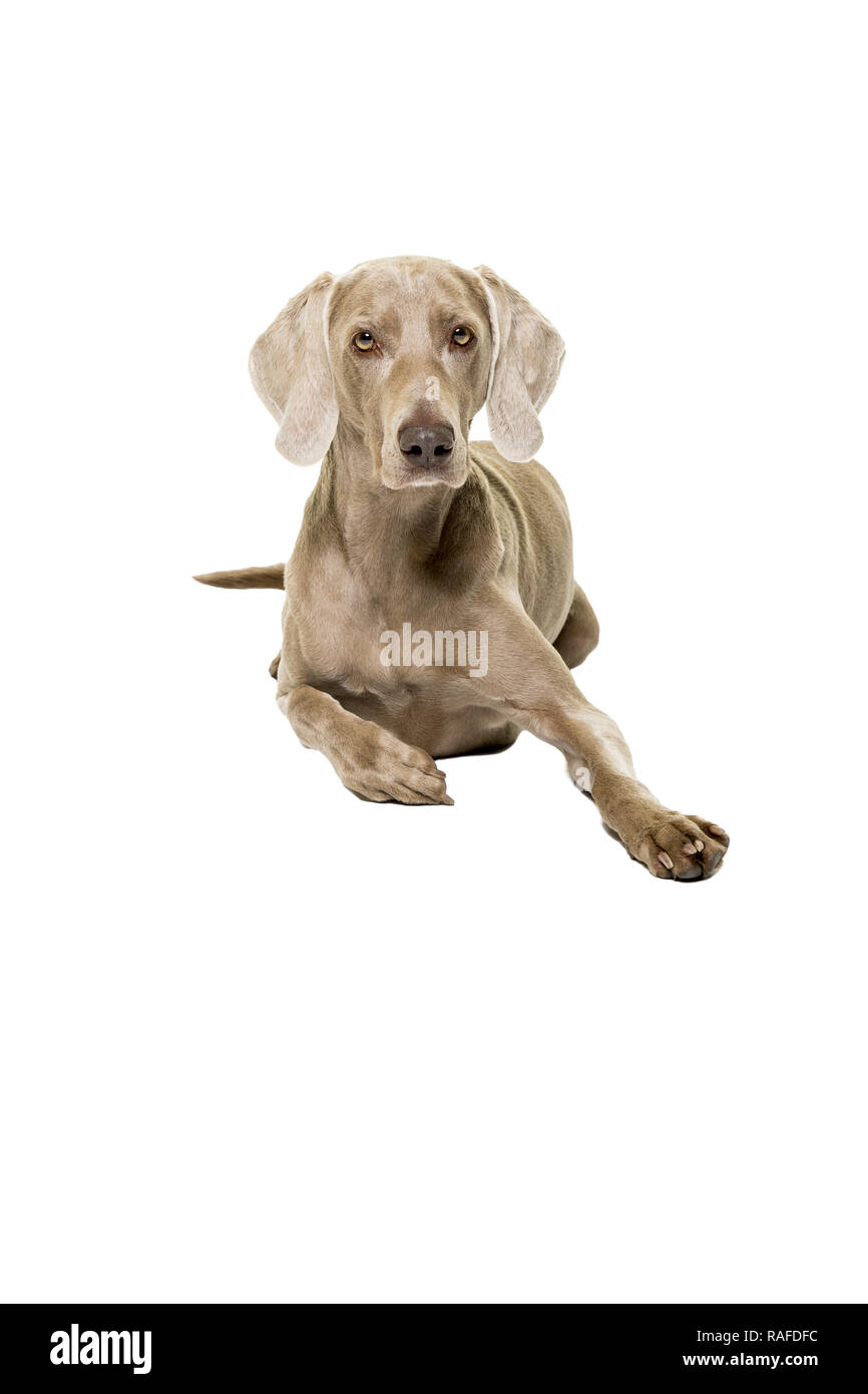 Weimaraner dog, female, lying isolated on white background looking at ...