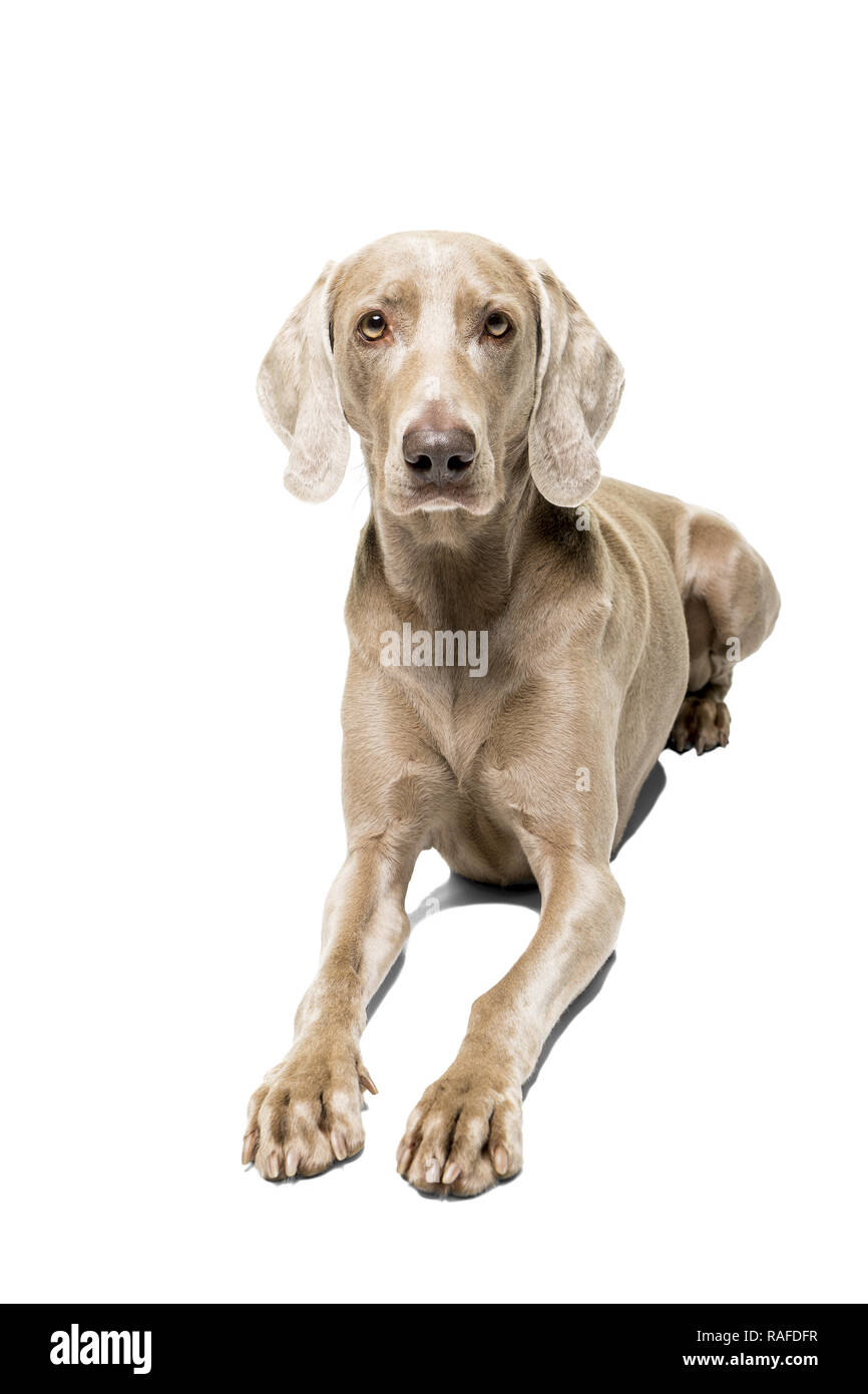 Weimaraner dog, female, lying isolated on white background looking at ...