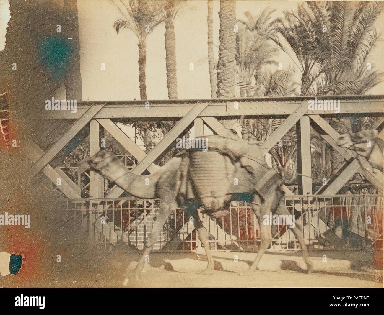 Camels, about 1860 - 1880, Tinted Albumen silver print. Reimagined by ...