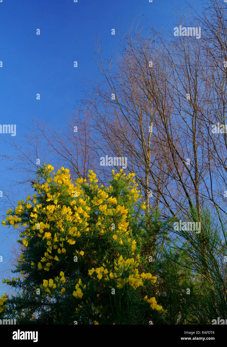 Ashdown forest, Sussex, UK, a flowering Gorse bush with Birch tree's ...