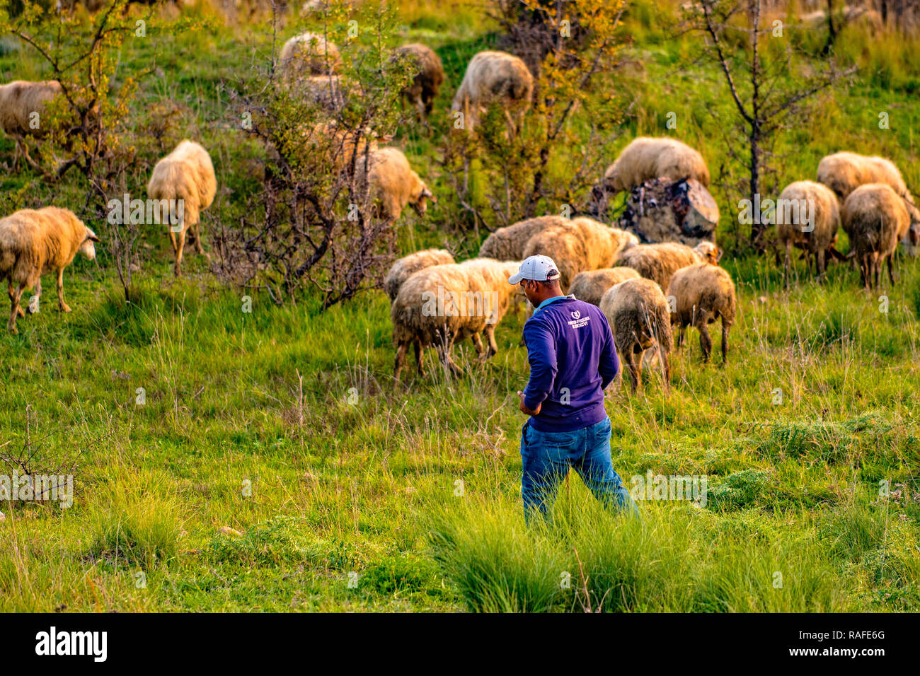 Italy Basilicata Craco ghost town countryside and gullies sheep grazing ...