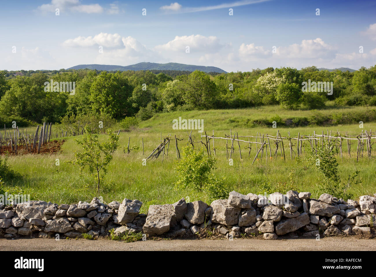 Green field behind a stone fence on the slovenian Karst plateau Stock ...