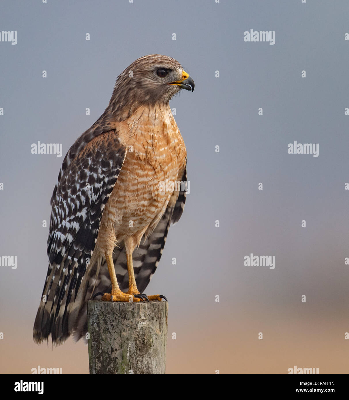 Red Shouldered Hawk Stock Photo - Alamy