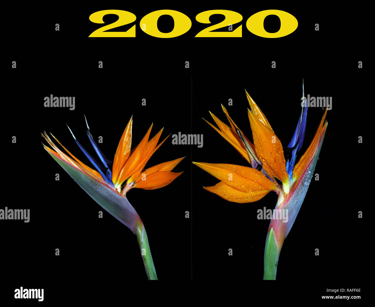 Happy new year flower hi-res stock photography and images - Alamy