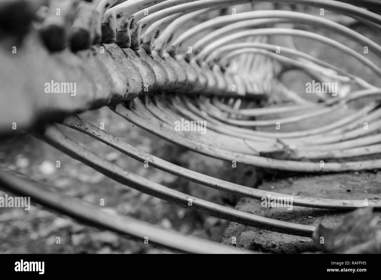 Inside the skeleton of a dead animal Stock Photo - Alamy