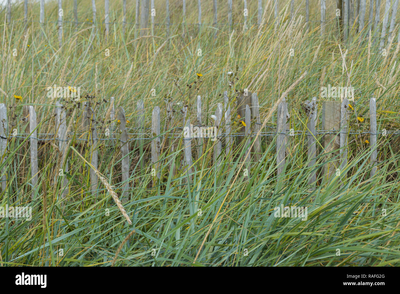 Green grass area on the beach in a summer day Stock Photo - Alamy