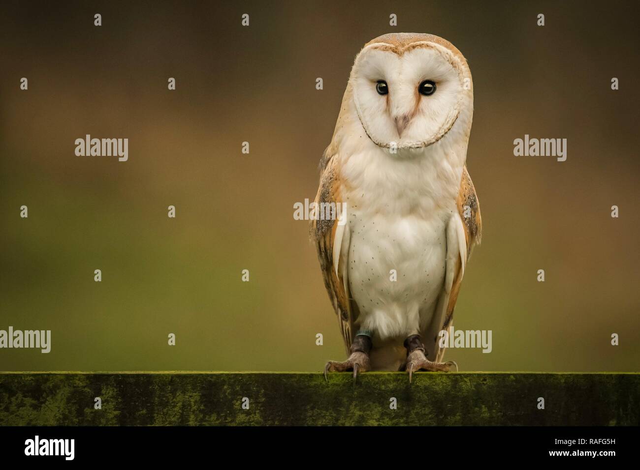 Barn owl feather detail hi-res stock photography and images - Alamy
