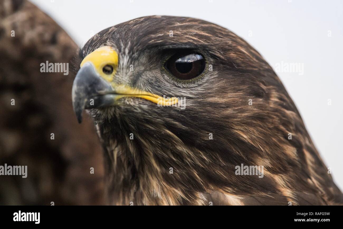 Head buzzard hi-res stock photography and images - Alamy