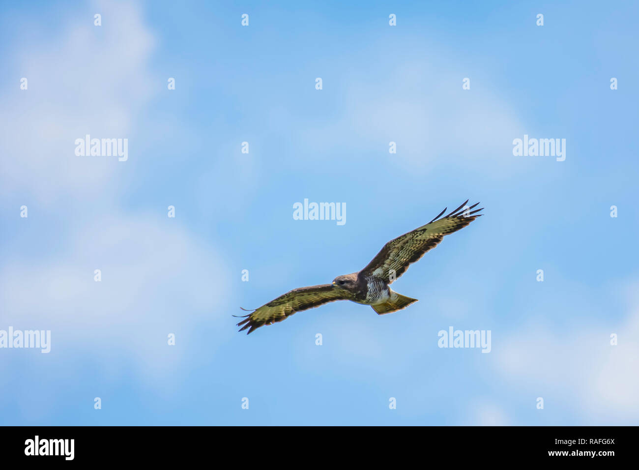 Wildlife photography.Close up profile portrait of buzzard in flight ...
