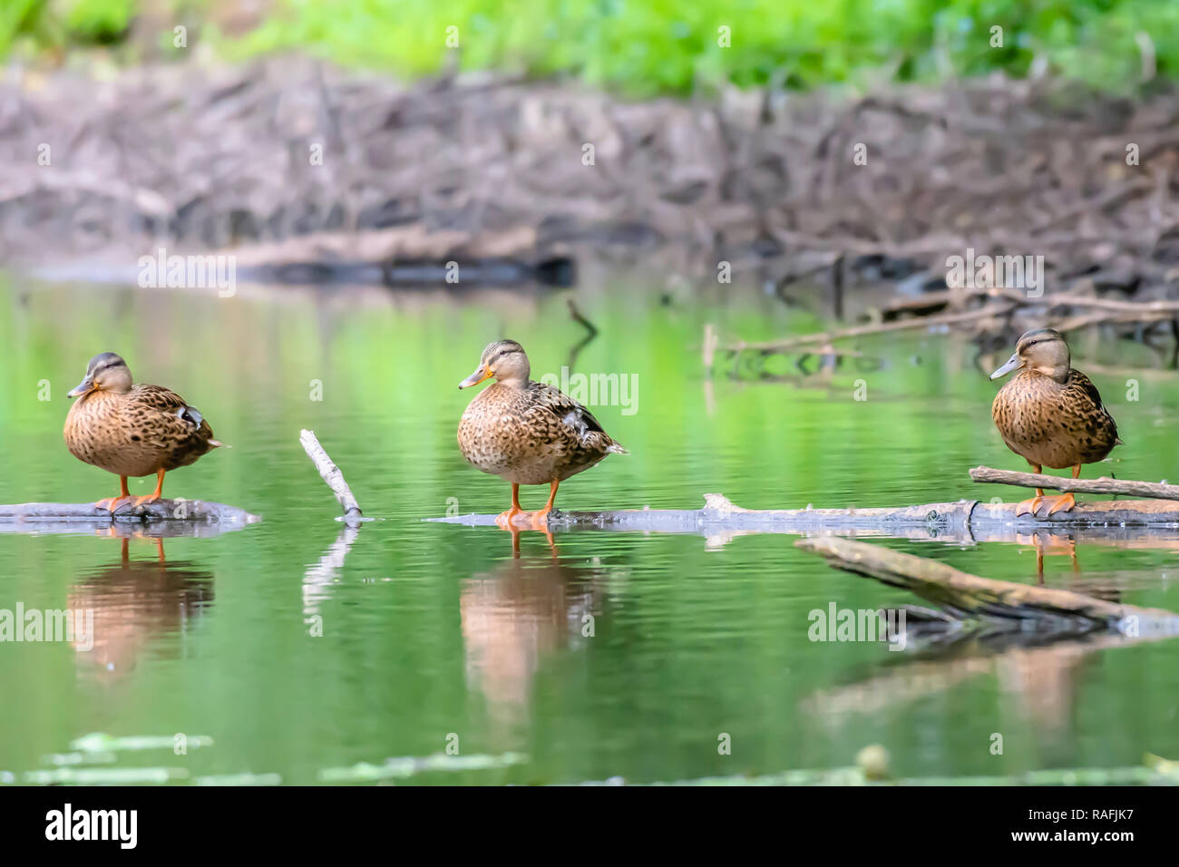 Ducks Row High Resolution Stock Photography and Images - Alamy