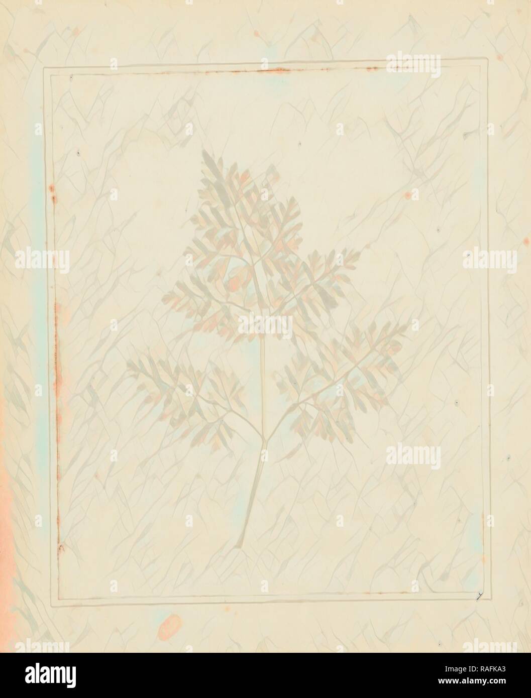 Leaf of a Plant, William Henry Fox Talbot (English, 1800 - 1877 ...