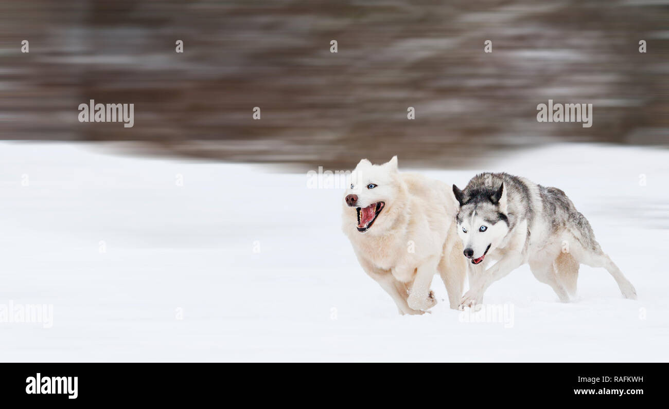 Husky fight hi-res stock photography and images - Alamy