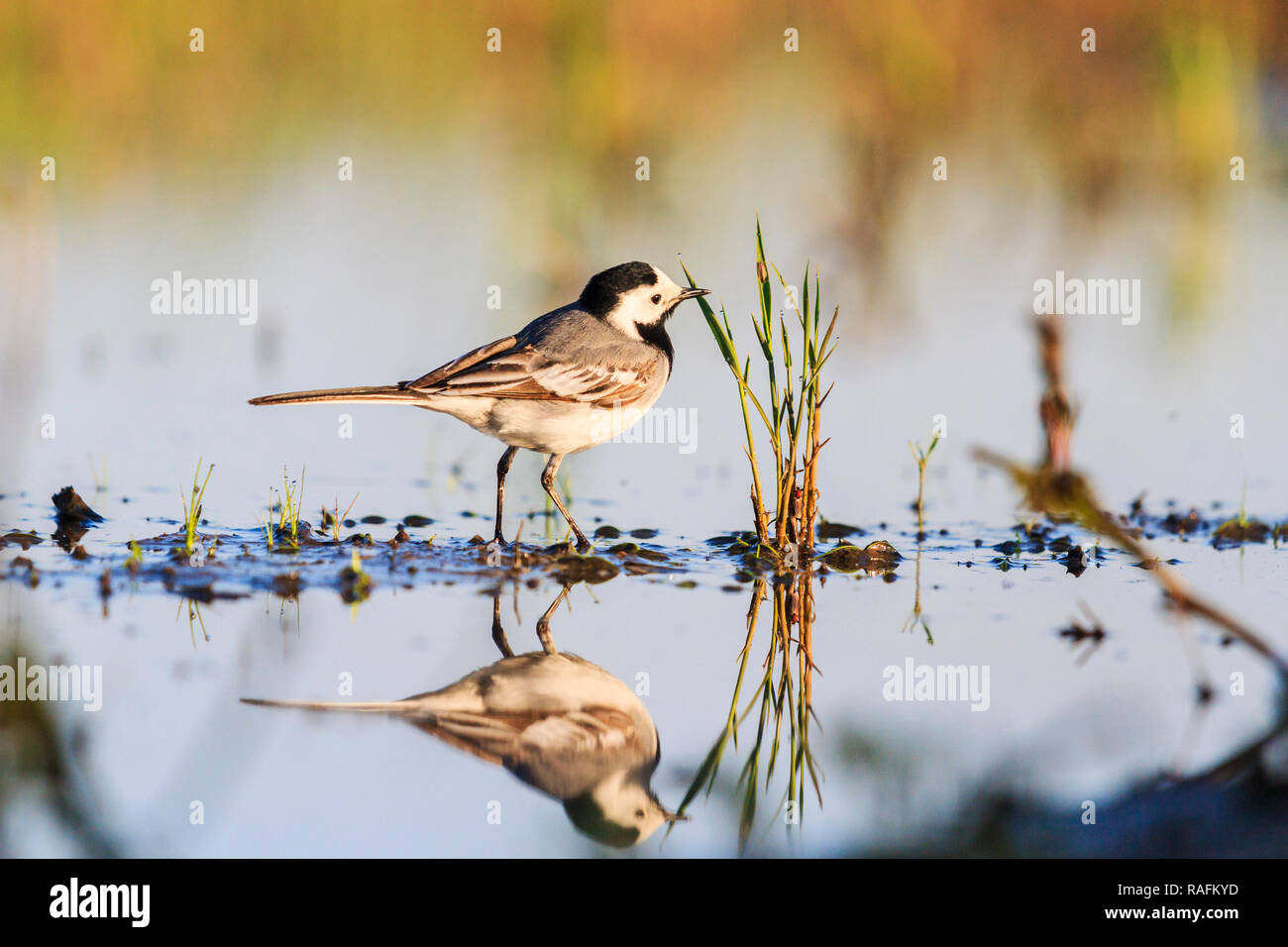 Hunts insects hi-res stock photography and images - Alamy