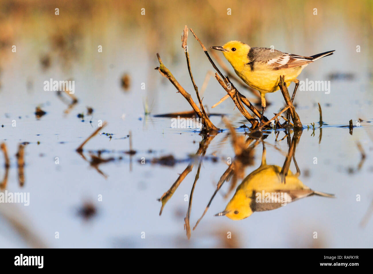 Hunts insects hi-res stock photography and images - Alamy
