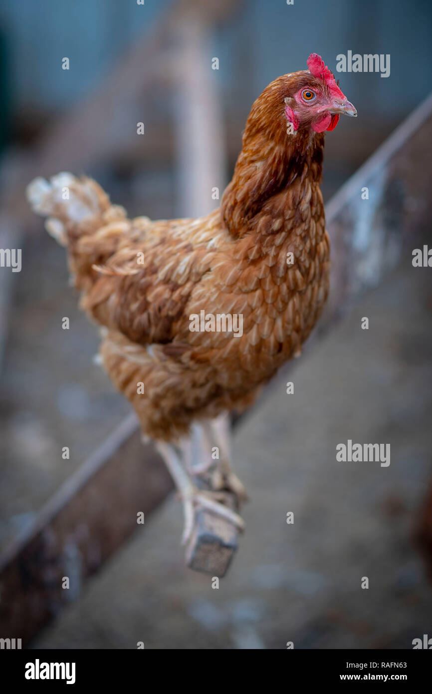 A free range chicken on a farm owned by Native American farmer and ...