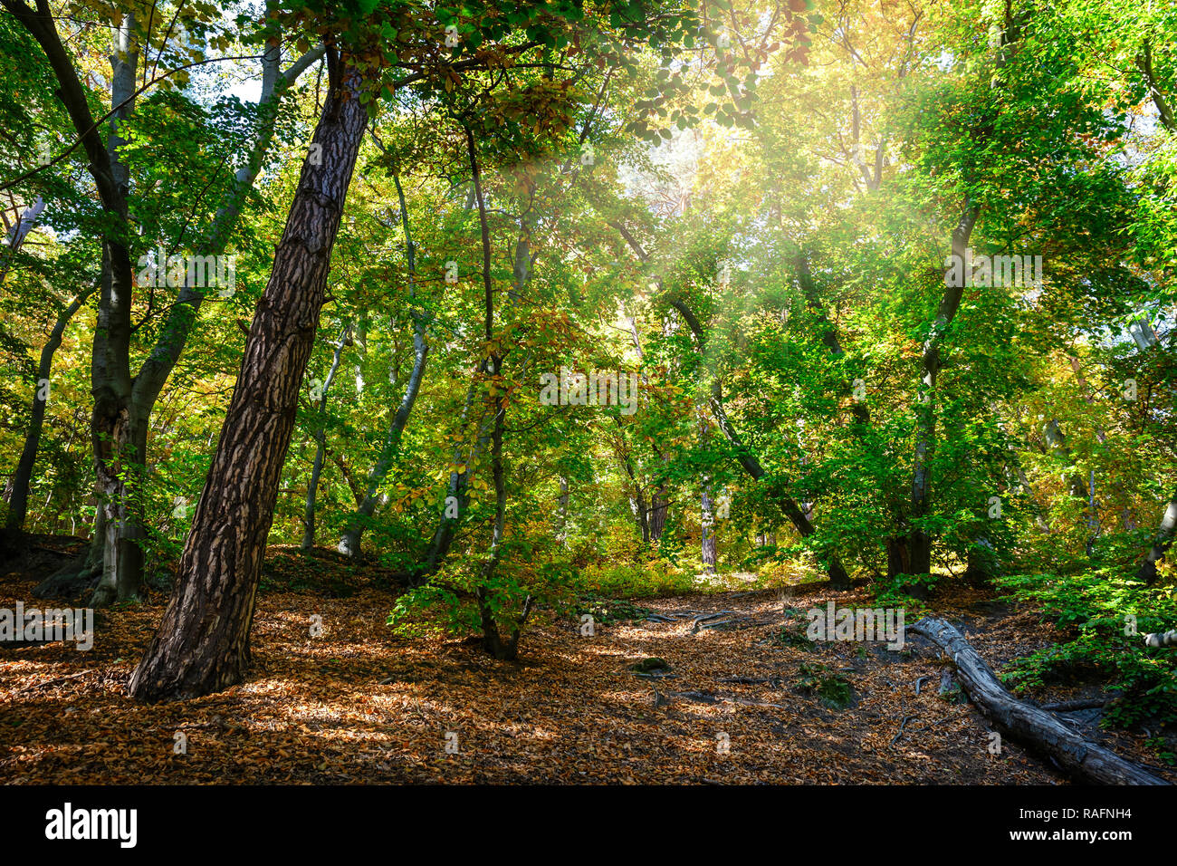 Lens flare bright autumn sunbeams hi-res stock photography and images ...