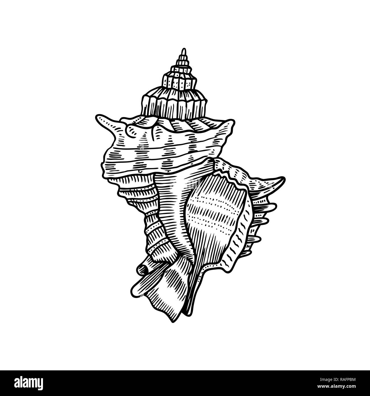 Vector antique engraving illustration of spiral seashell isolated on ...