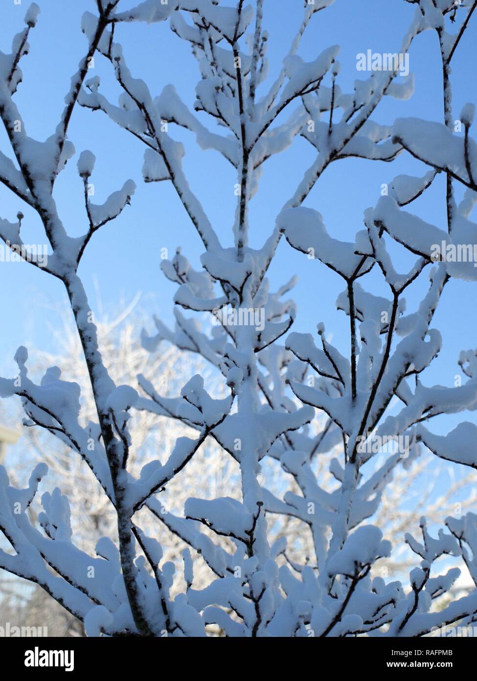 Branches of Snow Stock Photo - Alamy