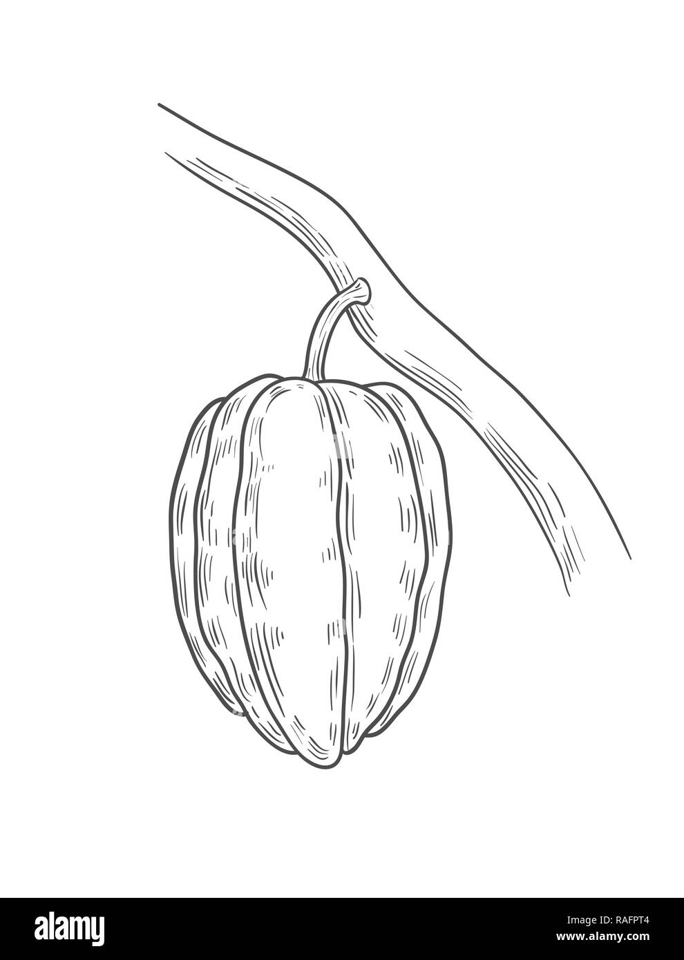 Cocoa illustration, drawing, engraving, ink, line art, vector Stock ...