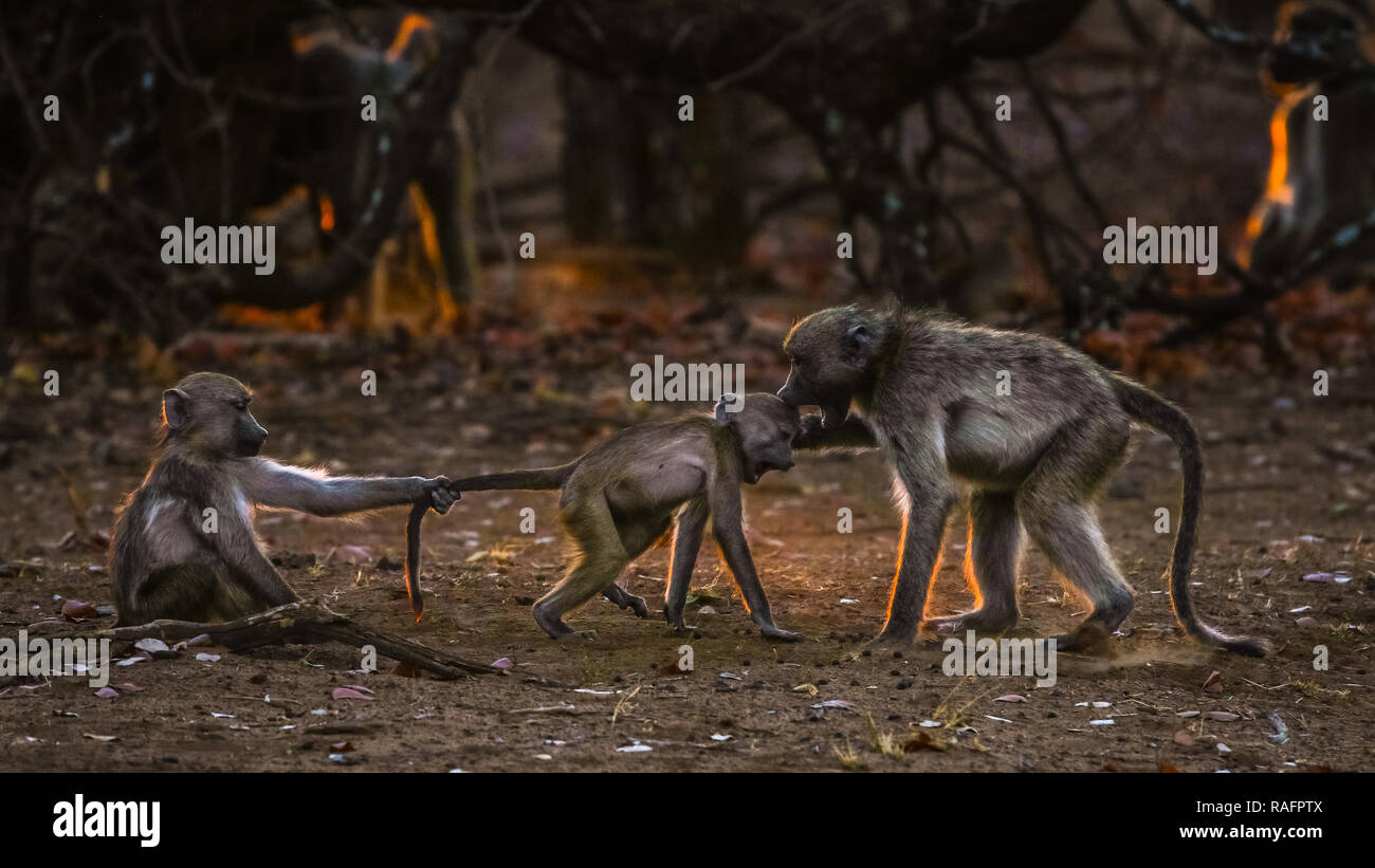 STUNNING PICTURES have captured the moment a grumpy chacma baboon ...