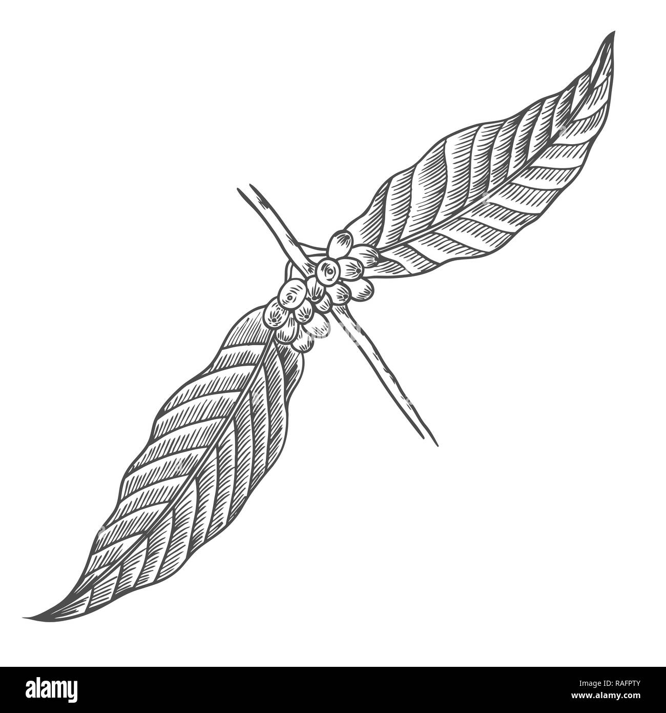 Coffee branch, plant with leaf, berry, fruit and seed. Natural caffeine ...