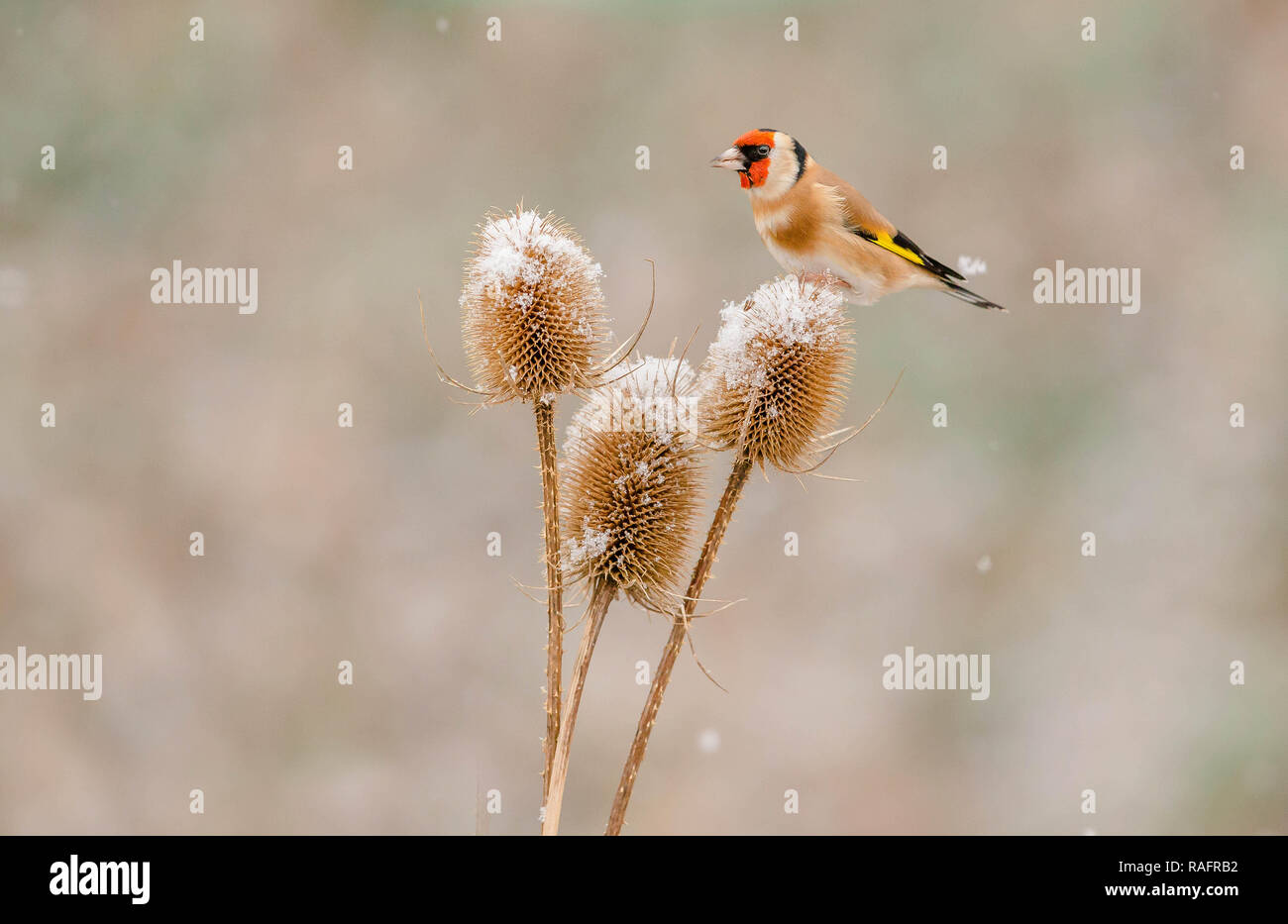 AN ACROBATIC Goldfinch bird has been captured performing the splits as ...