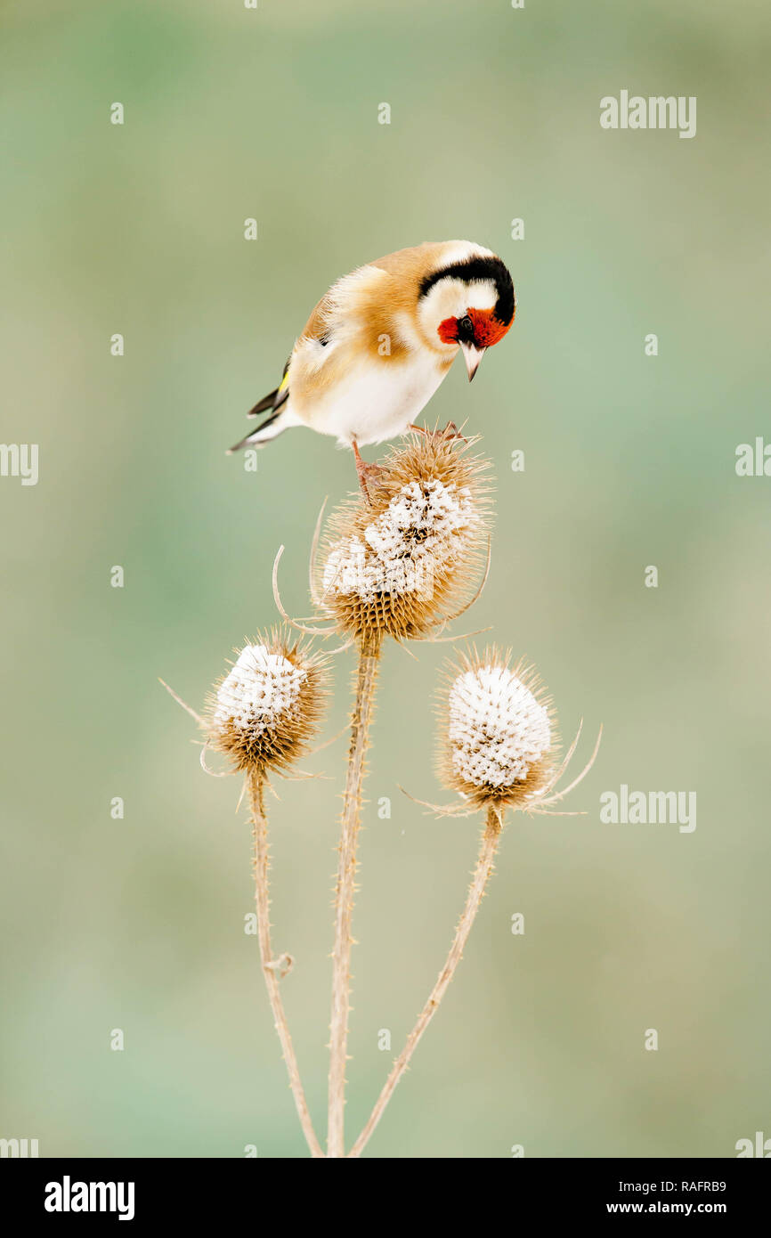 AN ACROBATIC Goldfinch bird has been captured performing the splits as ...