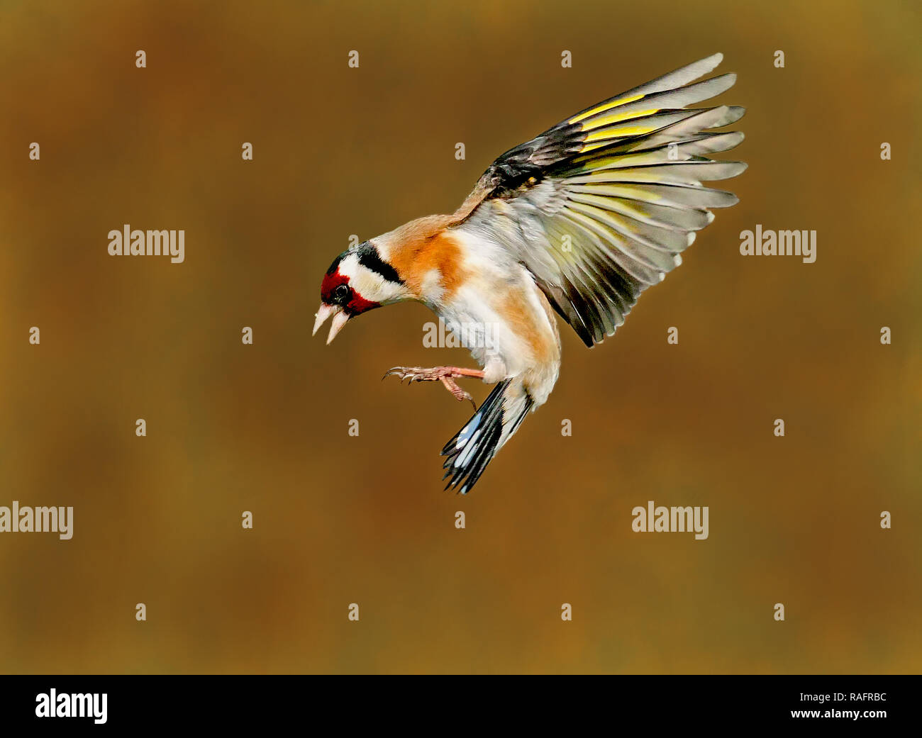 AN ACROBATIC Goldfinch bird has been captured performing the splits as ...