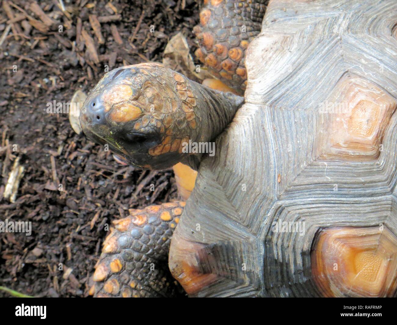 Animals tortoise hi-res stock photography and images - Alamy