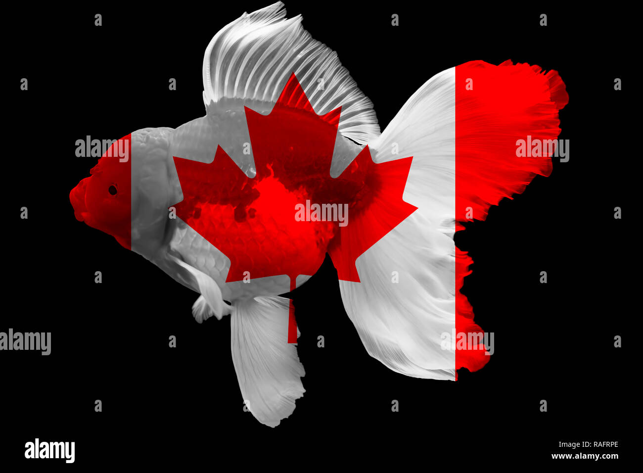 Flag of Canada on goldfish with black background Stock Photo - Alamy