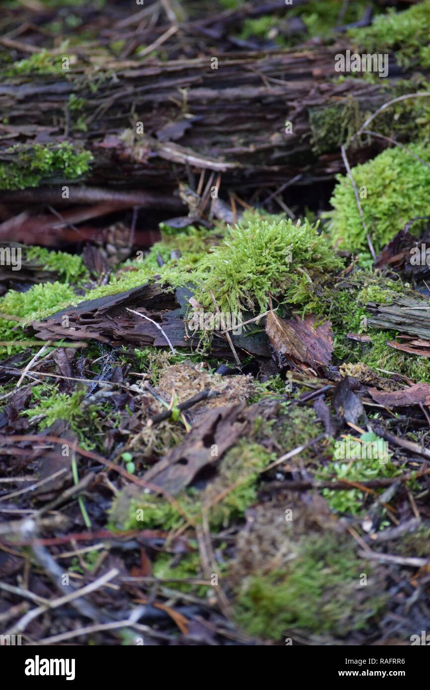 Damp forest soil hi-res stock photography and images - Alamy