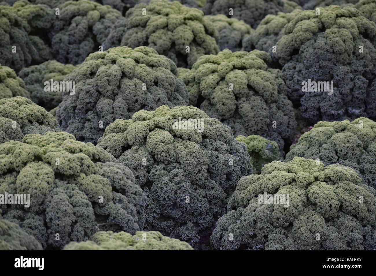 Kale Field Stock Photos & Kale Field Stock Images - Alamy