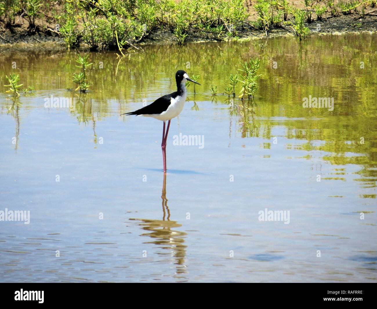 Saltwater birds hi-res stock photography and images - Alamy