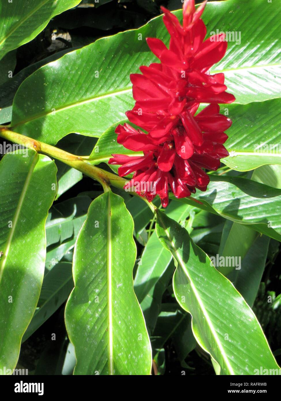 Hawaiian scenery hi-res stock photography and images - Alamy