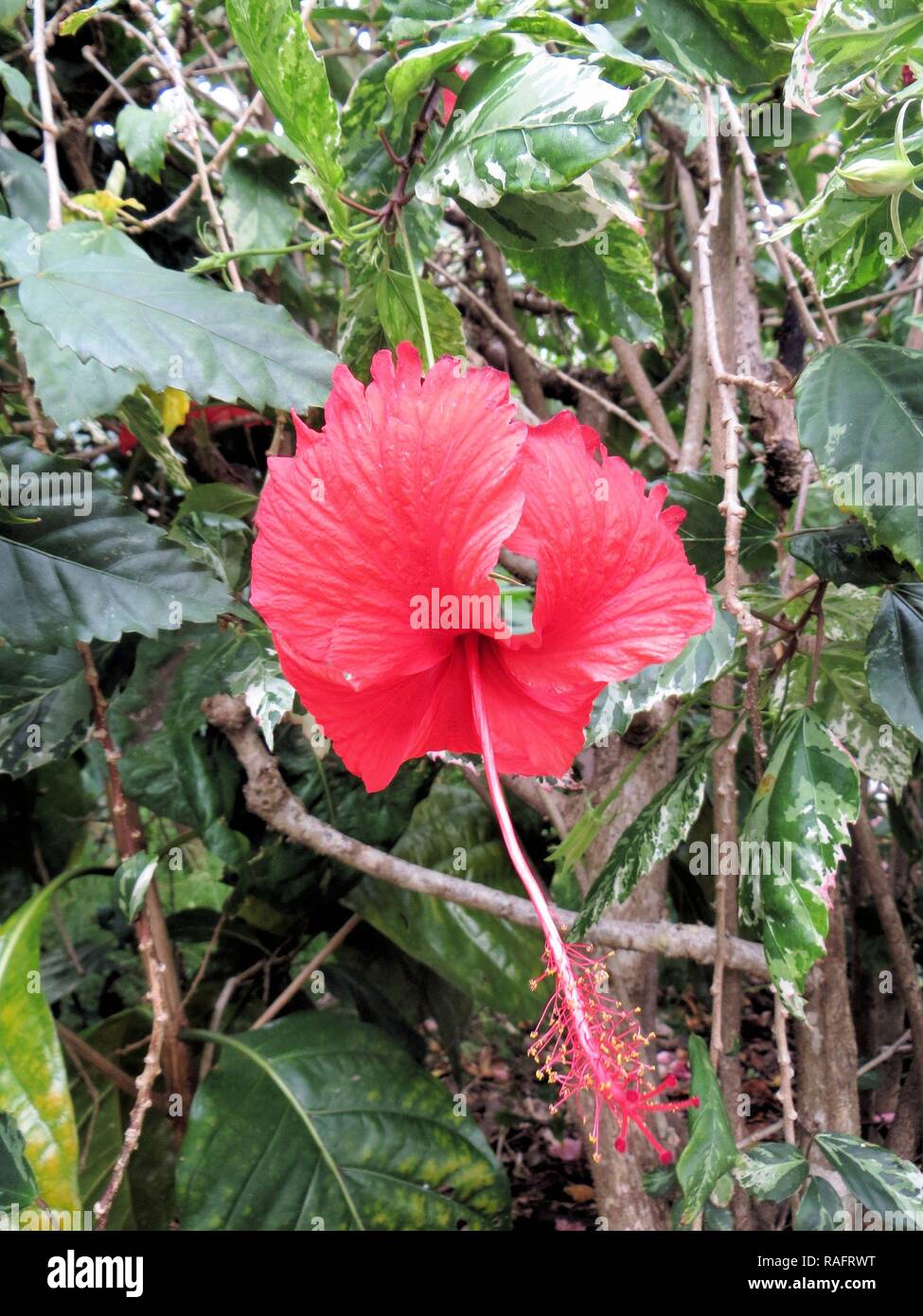 Red rainforest flower hi-res stock photography and images - Alamy