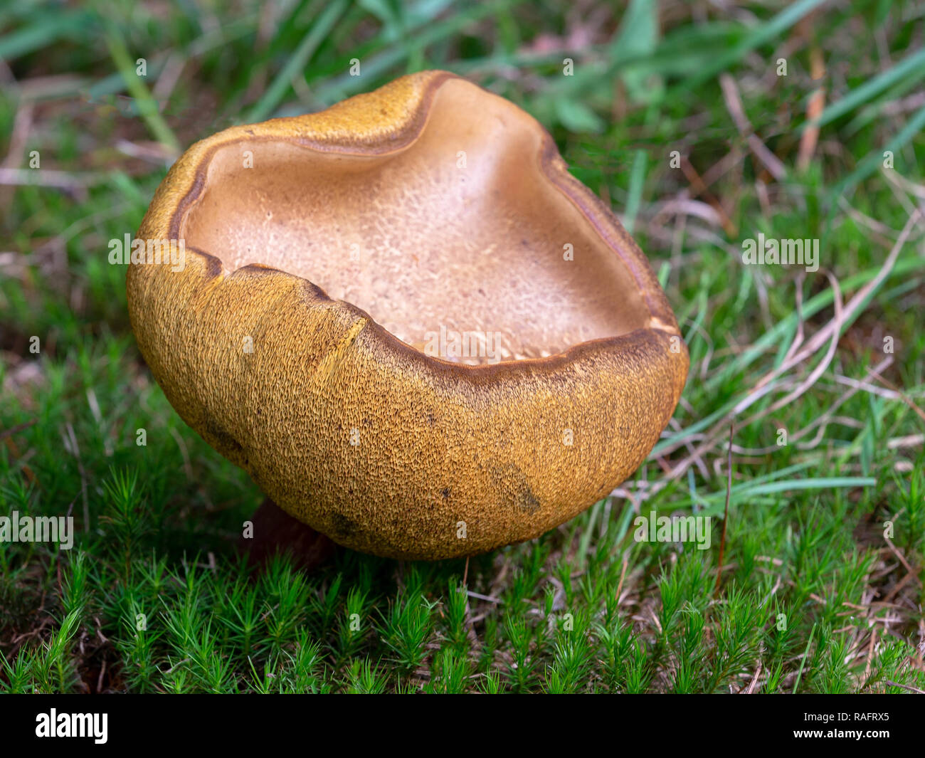 Inverted mushroom hi-res stock photography and images - Alamy