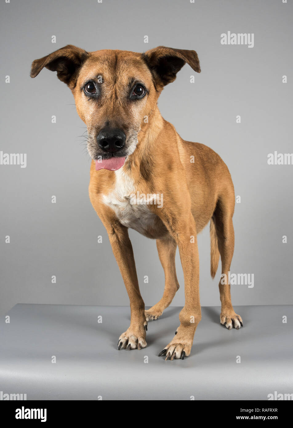 Cute adorable cheeky standing hi-res stock photography and images - Alamy